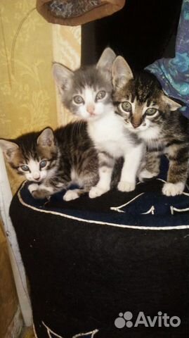 Котята компаньоны, мама помесь мейкуна