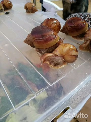 Улитка Ахатина Африканская Гиганская