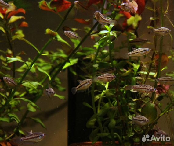 Гурами карликовый искрящийся (Trichopsis pumila)