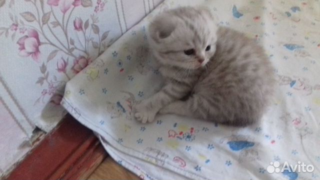 Продаются вислоухий Шотландский котёнок. Мальчик