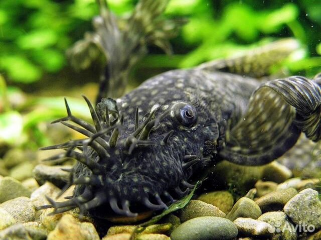 Продам сомов анцитрусов