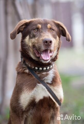 Шоколадный Принц ищет добрые руки