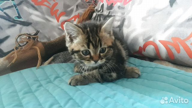 Шотландский мальчик