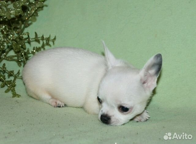 Девочки чихуахуа