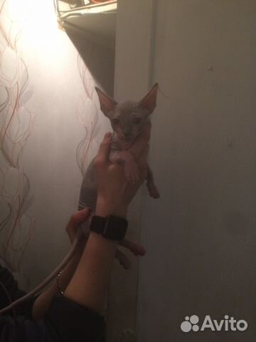 Продам лысика