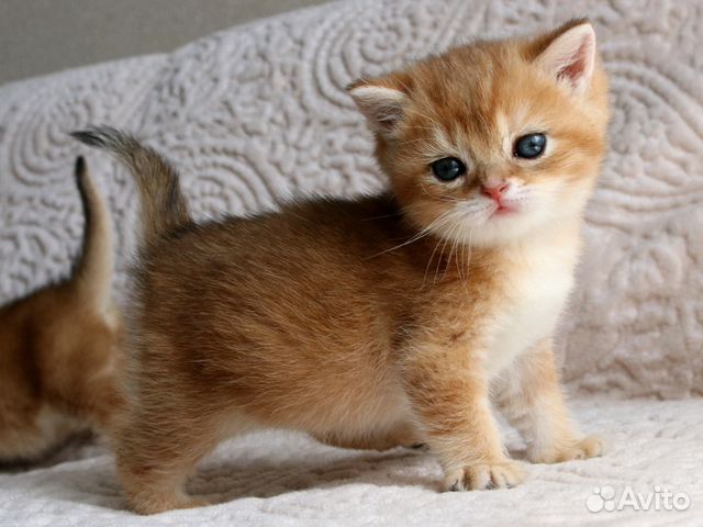 Роскошные котики страйт окраса золотая шиншилла