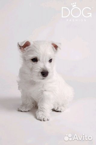 Продажа вестик щенки
