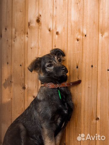 Шикарный щенок в дар