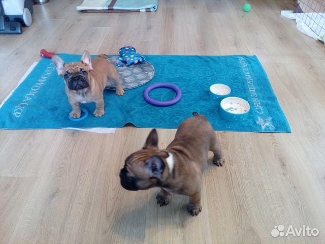 Щенки французского бульдога