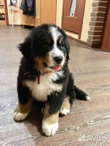 Мальчик Берн