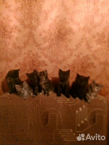Котята Мейн-кун