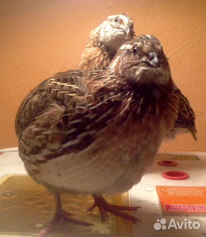 Перепела Эстонские (Эстонцы) самцы