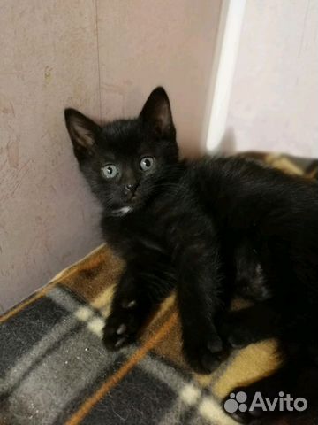 Котенок девочка черная британка 2,5мес