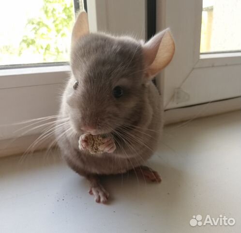 Шиншилла (мальчик, 2 месяца)