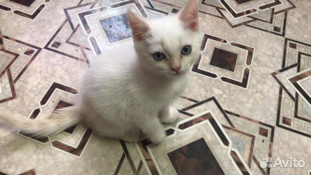 Котята британские вислоухие