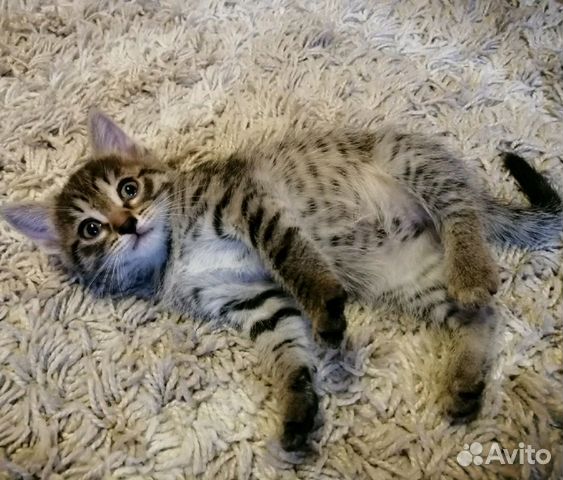 2 братика, 2 сестрички