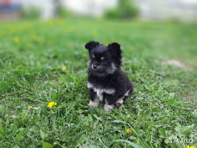 Щенки Чихуахуа