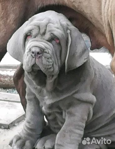 Щенок мастино