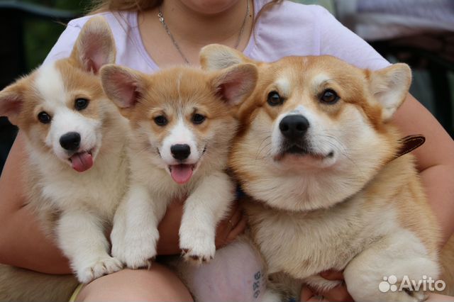 Предлагаются шикарные малыши рожденные 27 февраля