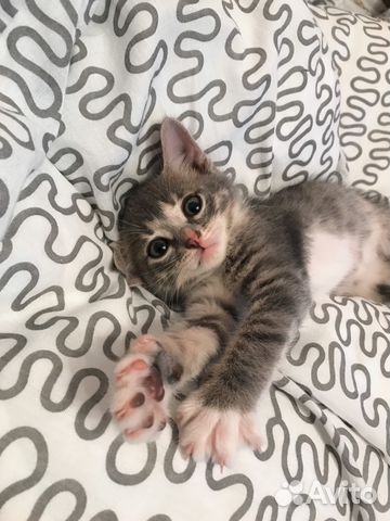 Котенок в добрые руки