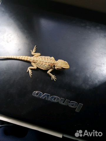 Продам агам