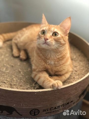 Рыжий котик