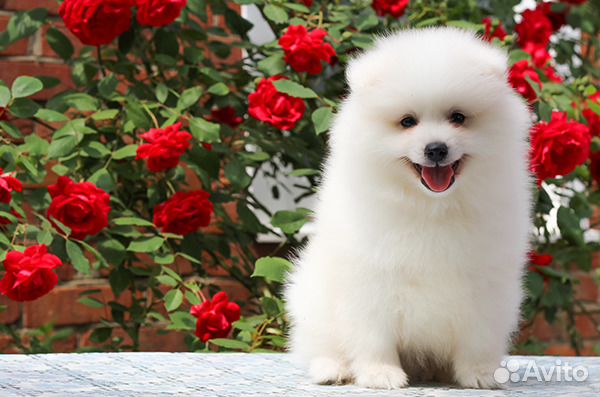 Очаровательные малыши шпицы Японцы