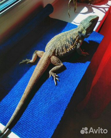 Самка бородатой агамы