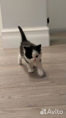 Мальчик серый с белым, 1 мес., быстрый как молния