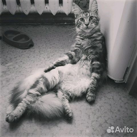 Кошка Мейн кун для вязки