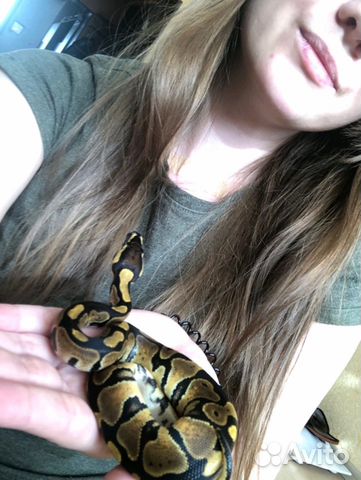 Королевский питон нормал (Python regius)
