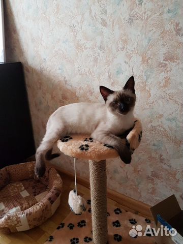 Тайский котик
