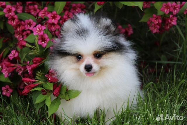 Девочка енотик