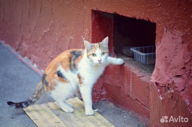 Красавица трехцветка пристраивается