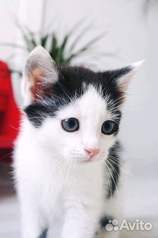 Котенок-девочка Перси ищет дом