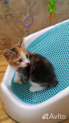 Котята Курильский бобтейл