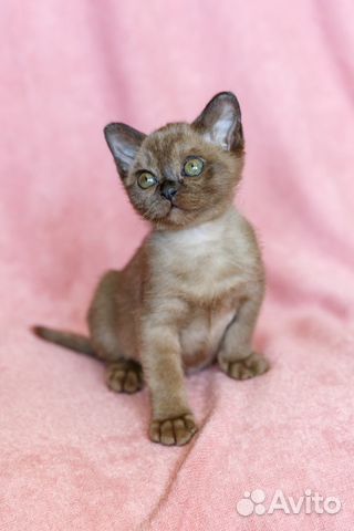 Котята Американской бурмы