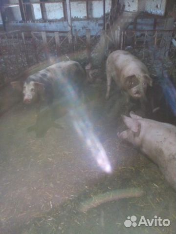 Свинина живым весом