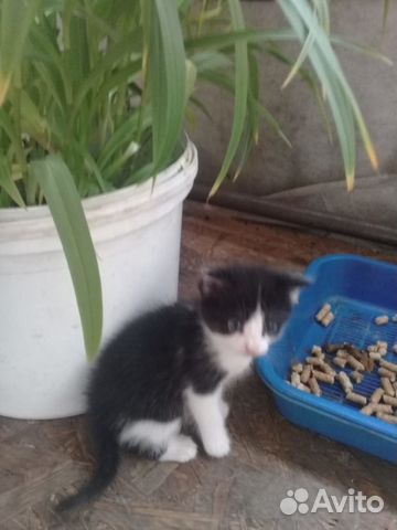 3 котенка ищут новый дом