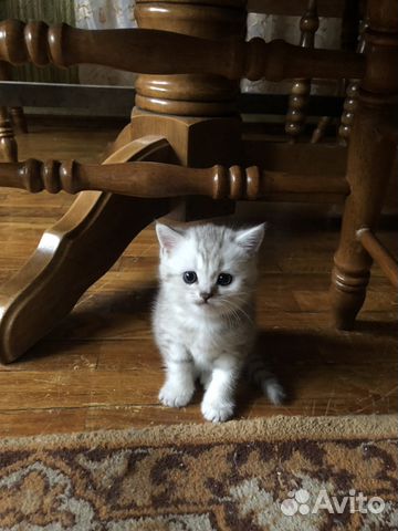 Котята чистокровные британцы