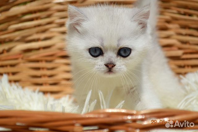 Котики с изумрудными глазами