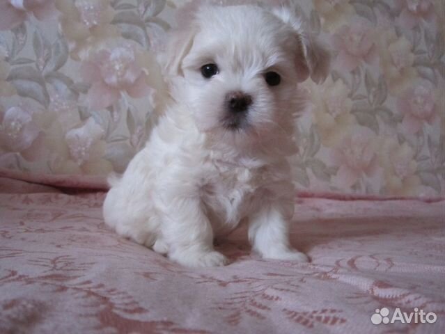 Белоснежные ангелочки, документы РКФ