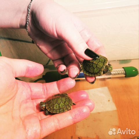 Красноухие черепашки