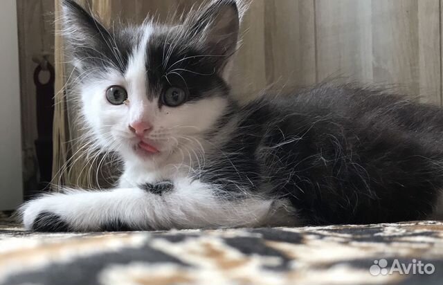 Котята