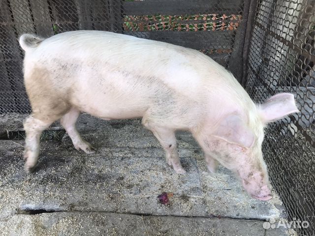 Кабан производитель