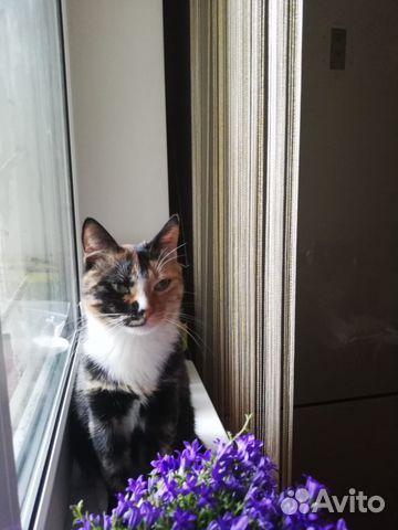 Кошка Маруся