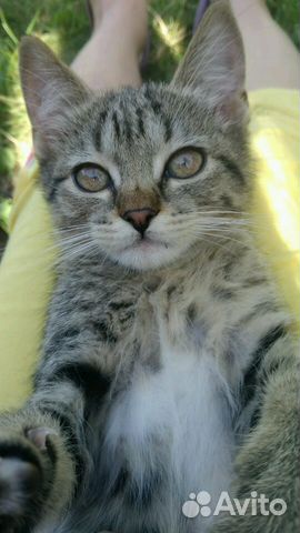 Кошечка