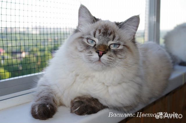 Подрощенный невский маскарадный котик