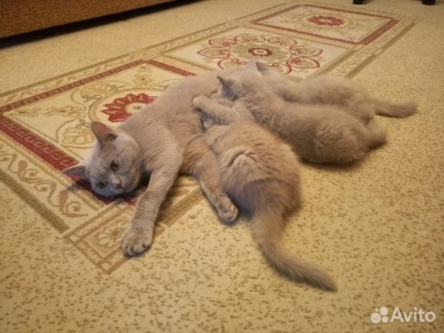 Британцы