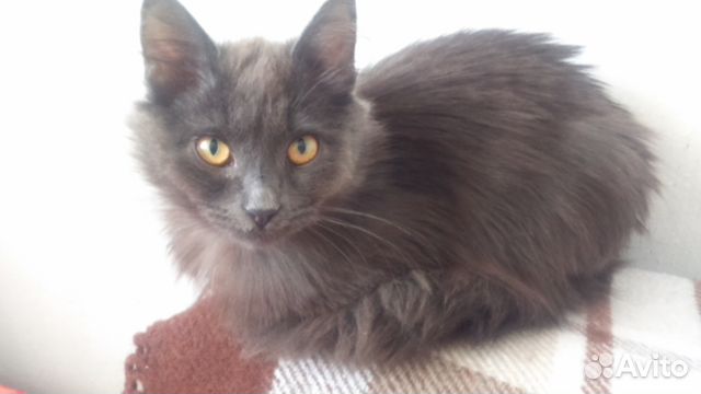 Котик